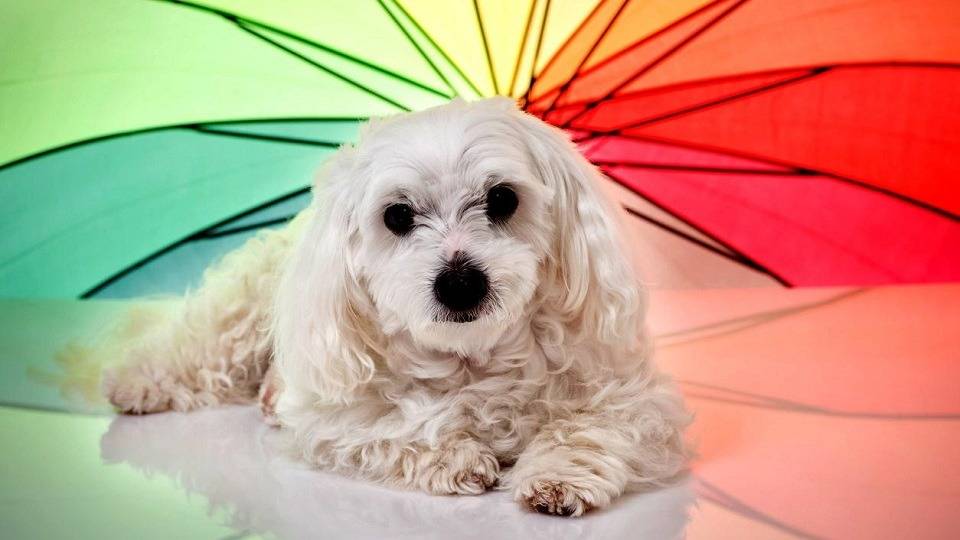 Descubre si los animales distinguen los colores